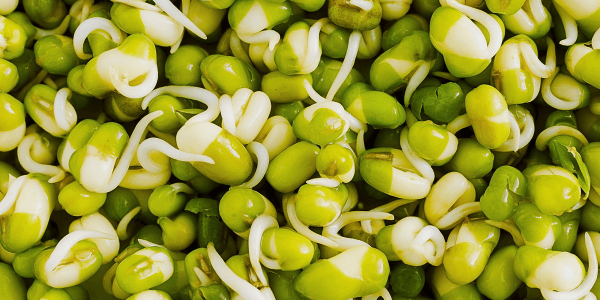 Wie gesund sind Mungobohnen-Sprossen? Nährwerte, Vorteile & Rezepte ...